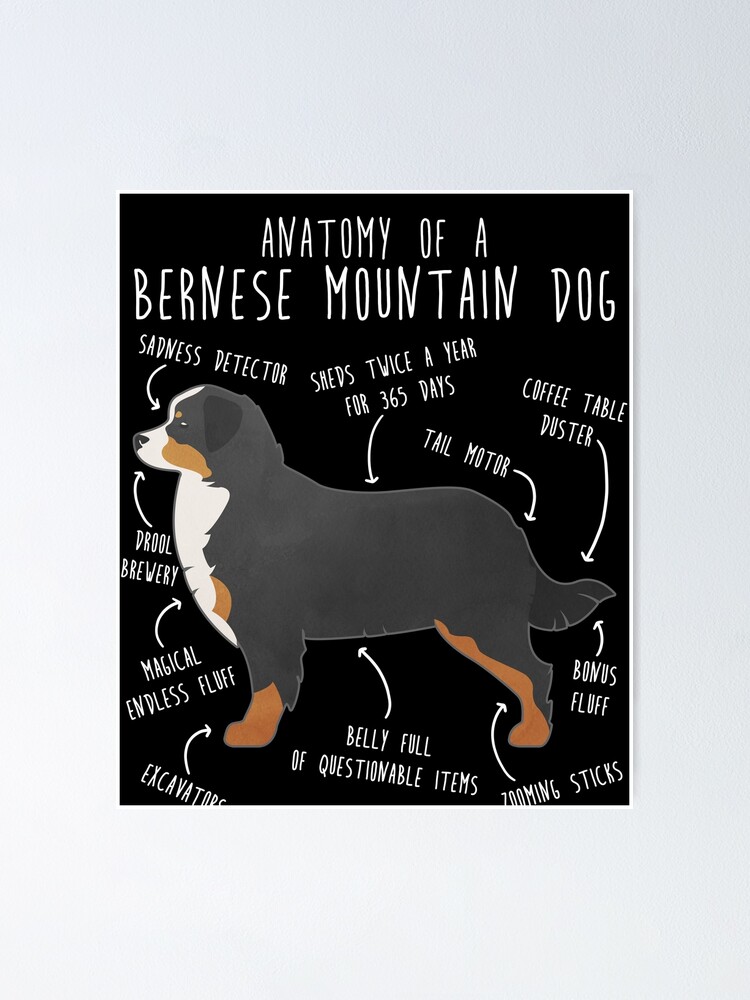"Bernese Mountain Dog Anatomy" Poster for Sale by Psitta | Redbubble
