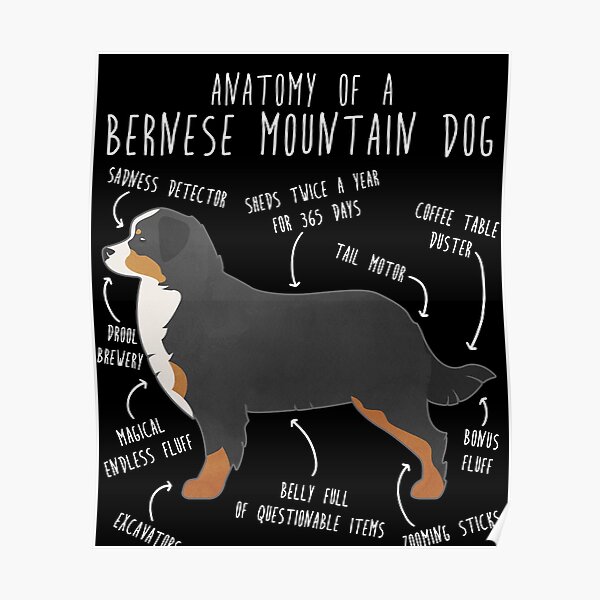 "Bernese Mountain Dog Anatomy" Poster for Sale by Psitta | Redbubble