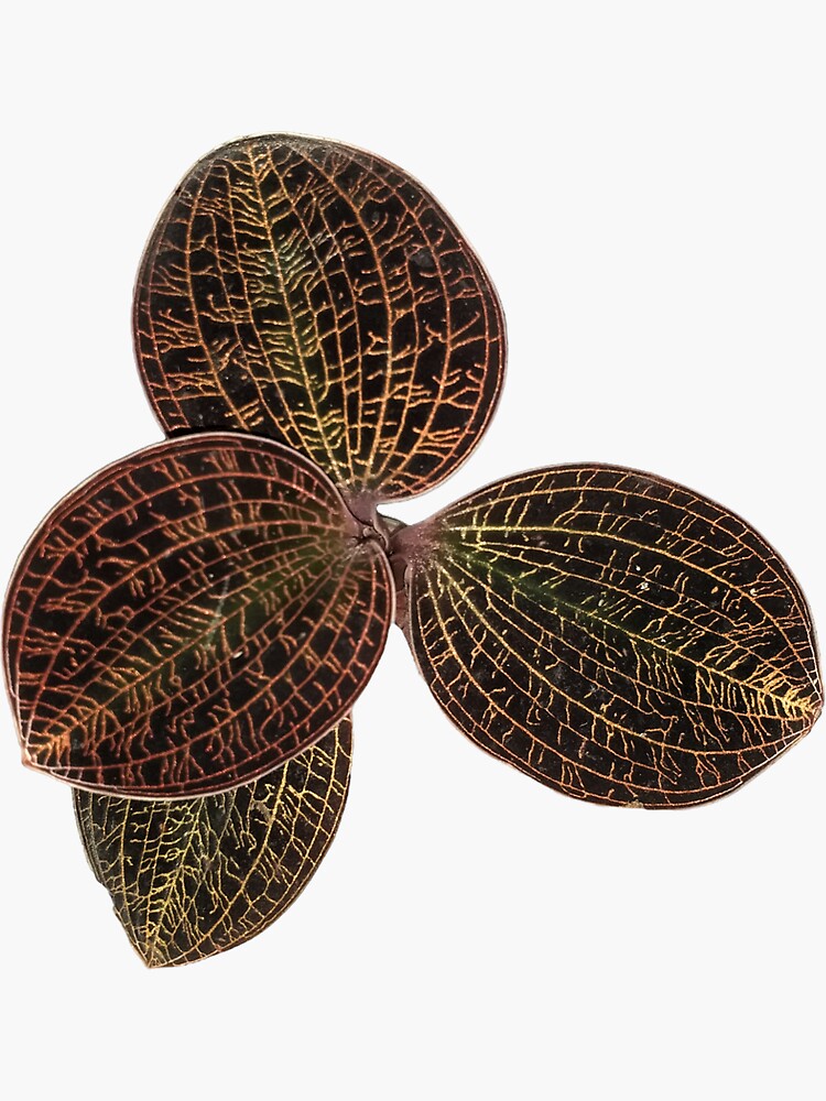 "Macodes lowii Jewel Orchid" Sticker for Sale by Floral-Art | Redbubble