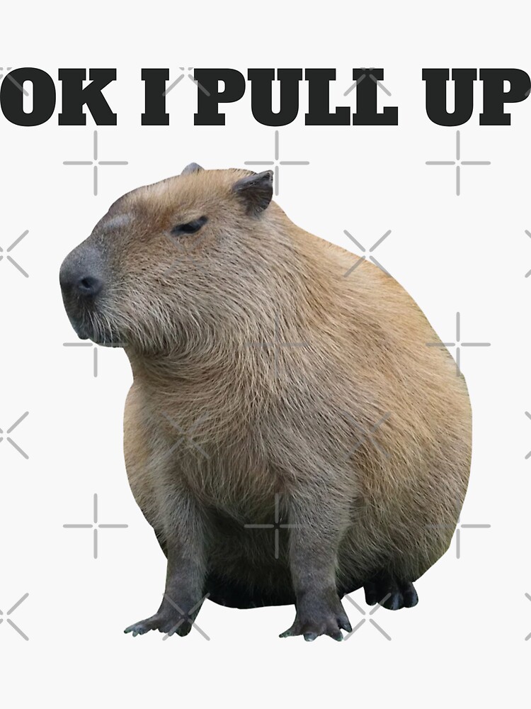 "Ok I Pull Up Capybara" Sticker for Sale by Slapit | Redbubble