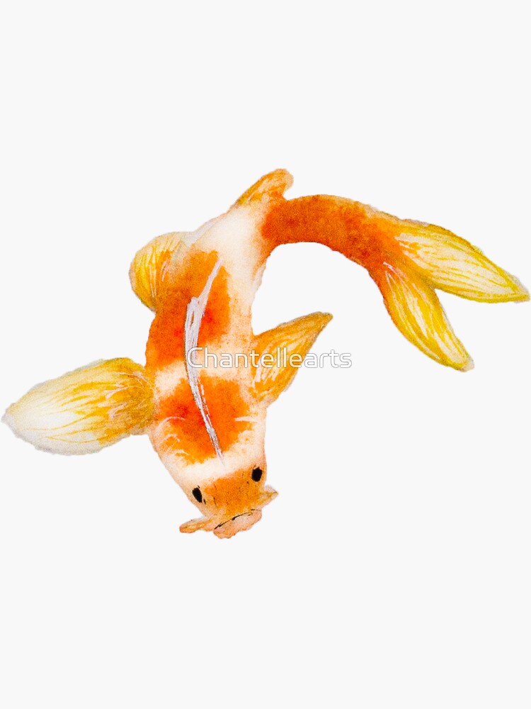 "Beautiful orange Koi fish hand painted with watercolor" Sticker for ...