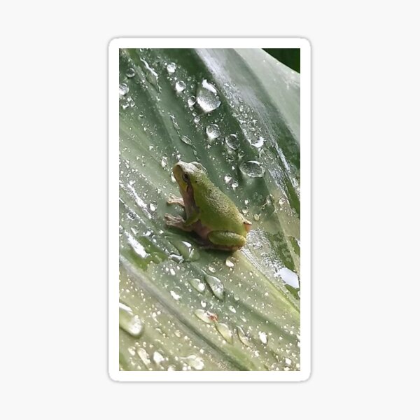 "Tree Frog" Sticker for Sale by polishcountess | Redbubble