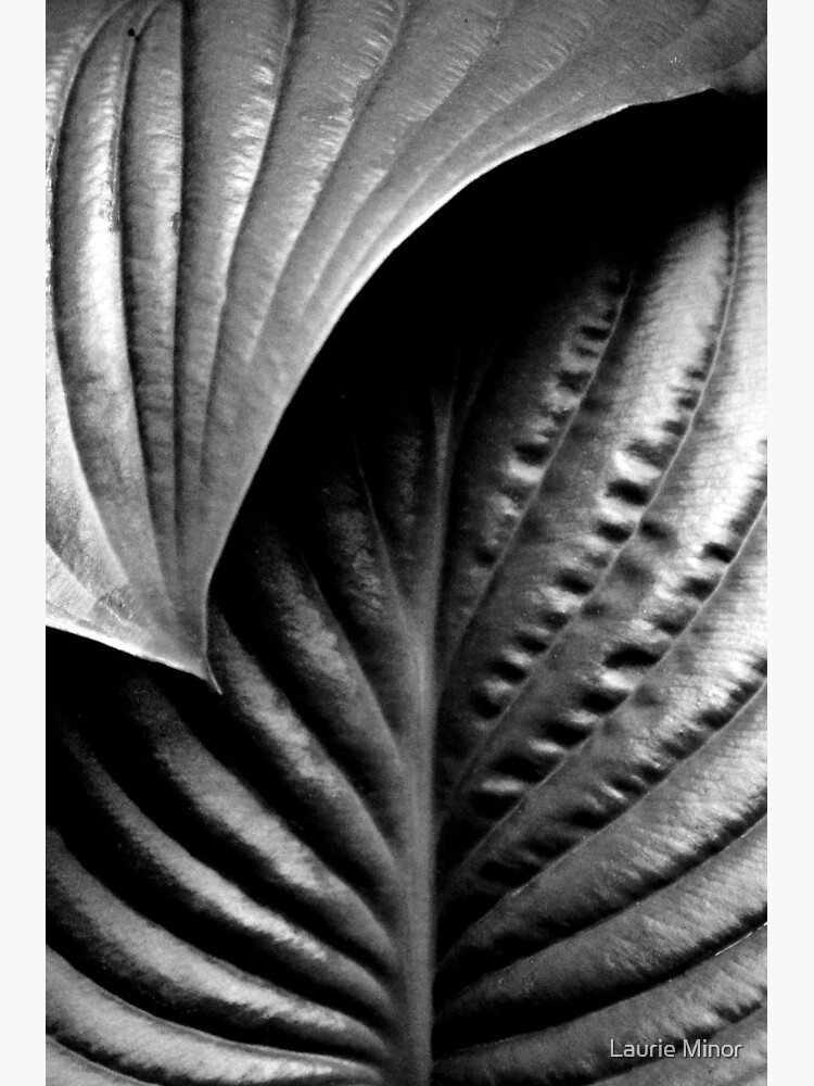"Hosta" Sticker for Sale by LaurieMinor | Redbubble