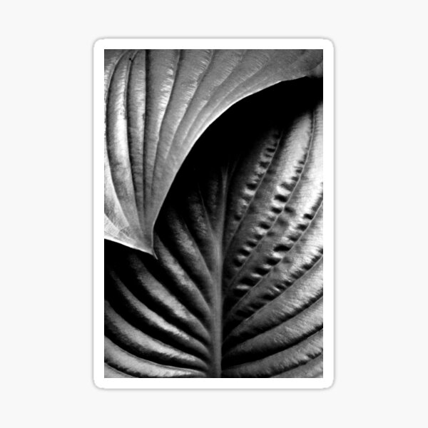 "Hosta" Sticker for Sale by LaurieMinor | Redbubble