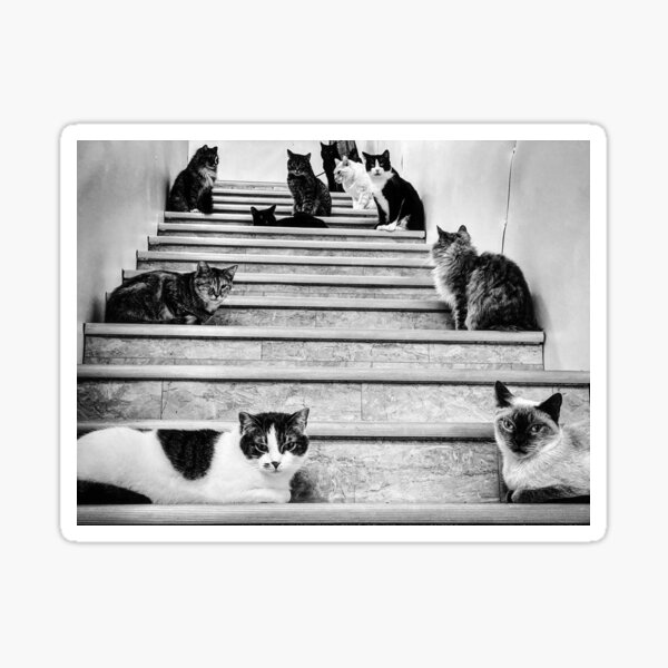 "Catland" Sticker for Sale by mstellavato | Redbubble