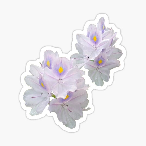 "Water Hyacinth (Pontederia crassipes)" Sticker for Sale by Floral-Art ...