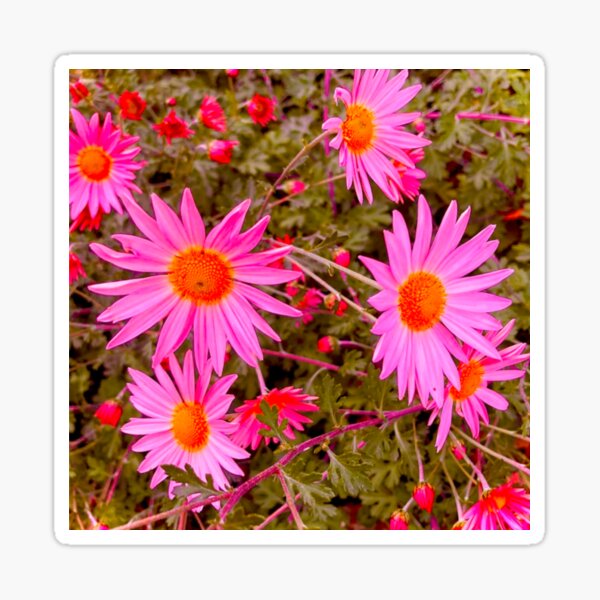 "Pink Flowers" Sticker for Sale by JacobJGuzman | Redbubble