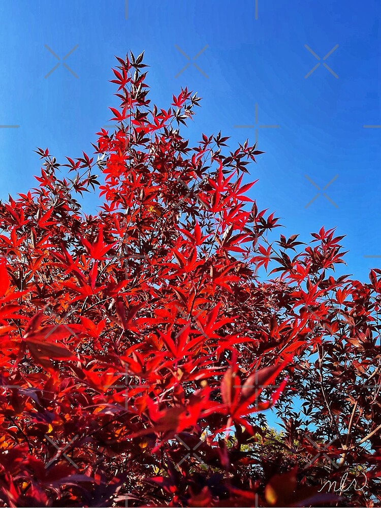 "Big Red" Poster for Sale by NikkiRinckey | Redbubble