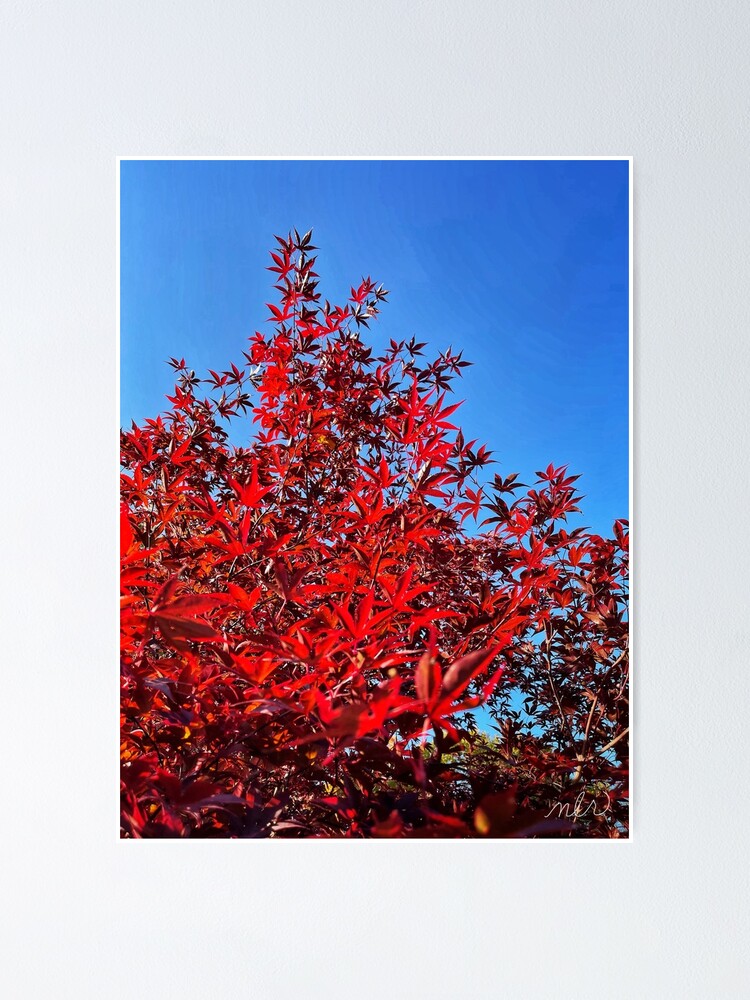 "Big Red" Poster for Sale by NikkiRinckey | Redbubble