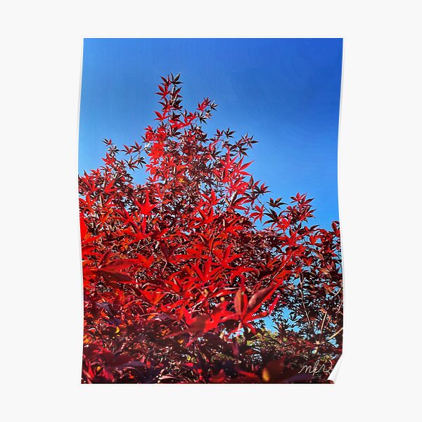 "Big Red" Poster for Sale by NikkiRinckey | Redbubble