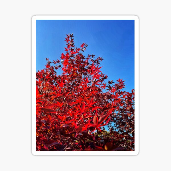 "Big Red" Sticker for Sale by NikkiRinckey | Redbubble