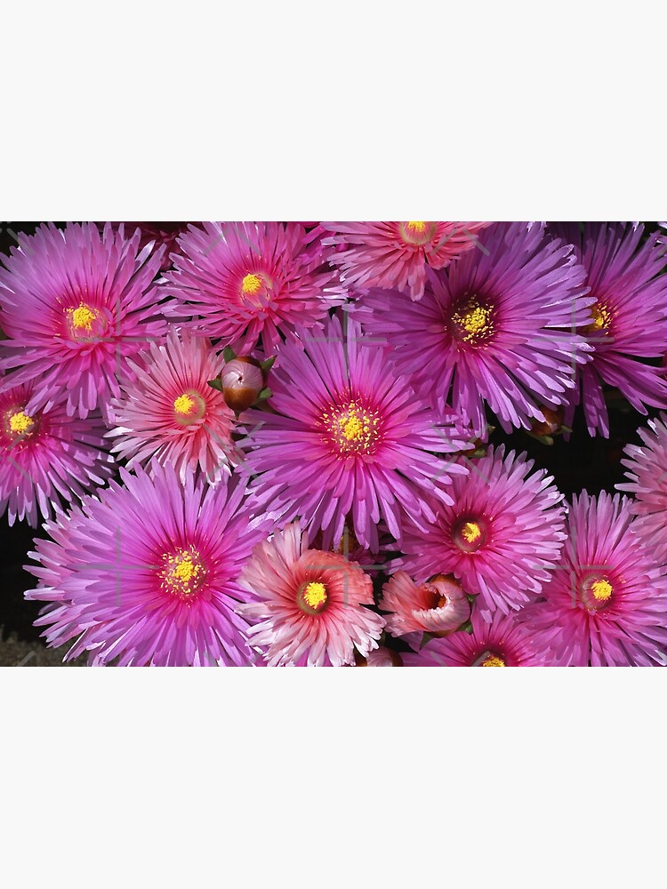 "Beautiful Pink Pigface Flowers" Photographic Print by bubbleblue ...