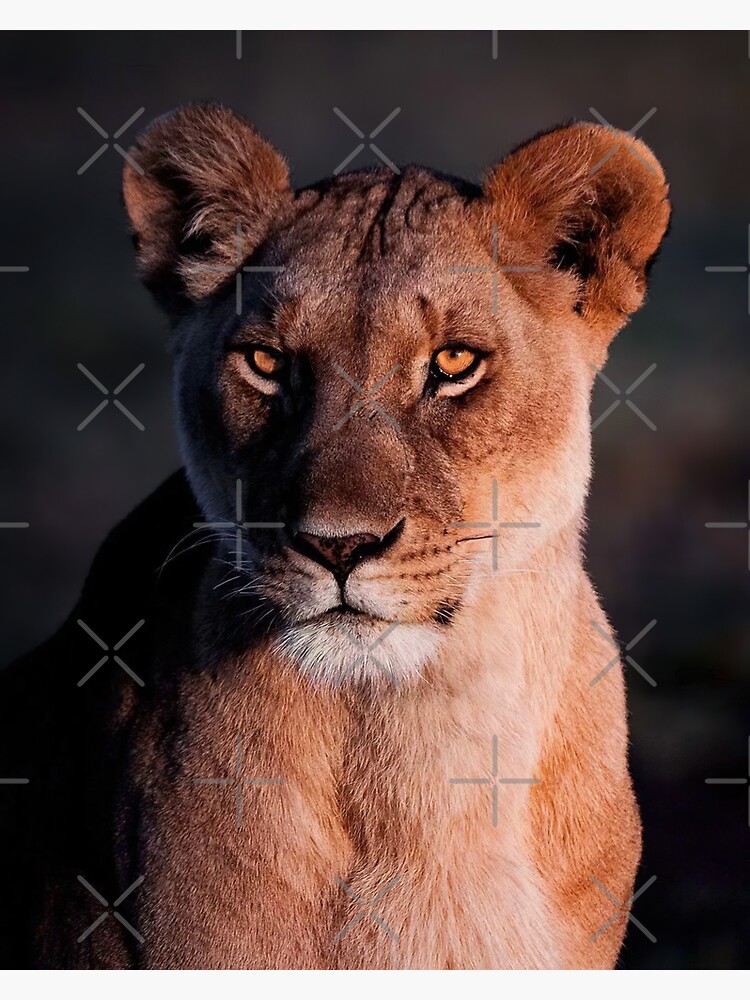 "Lioness" Sticker for Sale by MorningFive | Redbubble