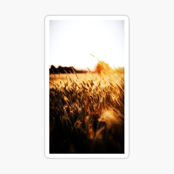 "A unique wheat landscape" Sticker for Sale by Vlaki | Redbubble