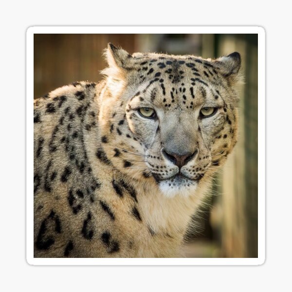 "Irbis, Snow Leopard" Sticker for Sale by MorningFive | Redbubble