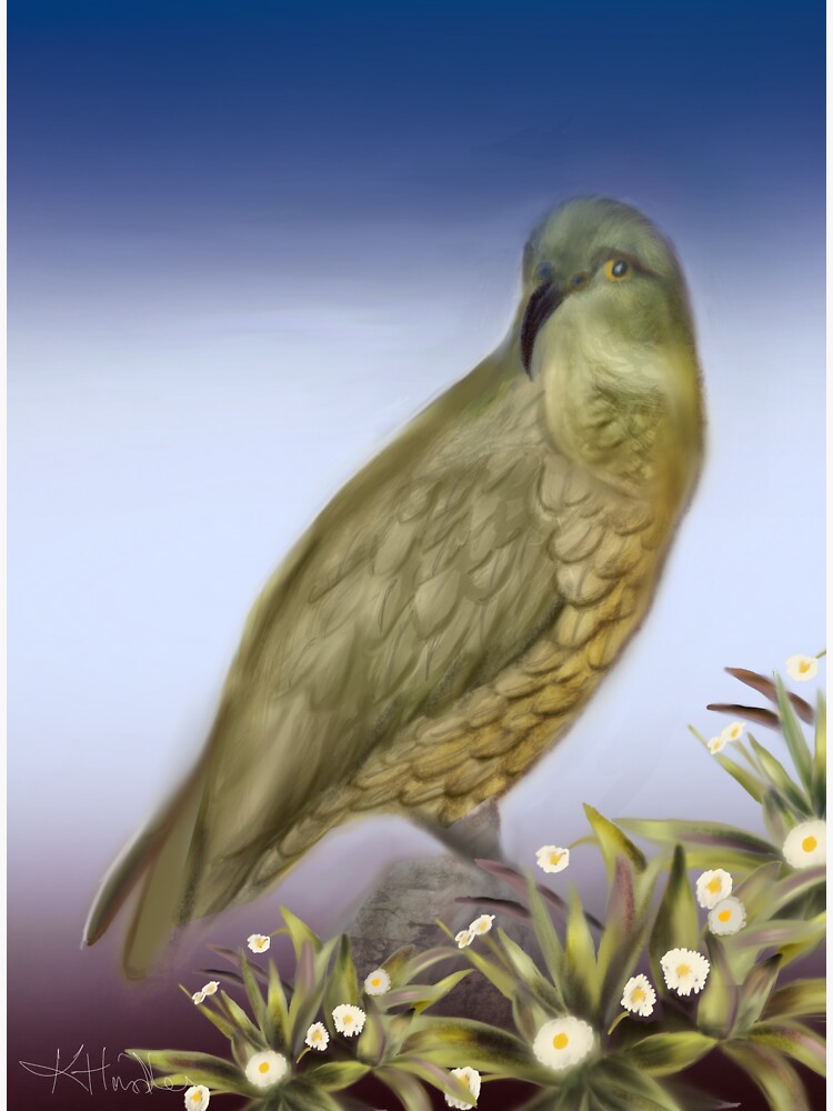 "kea with alpine flower" Sticker for Sale by JoKoNz | Redbubble