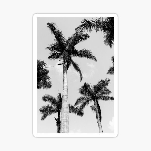 "Black and white palm trees" Sticker by SouthernDepart | Redbubble