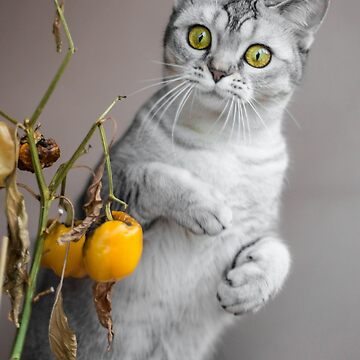 "Funny Cat Happy 30th Birthday - You're 30?" Greeting Card for Sale by ...