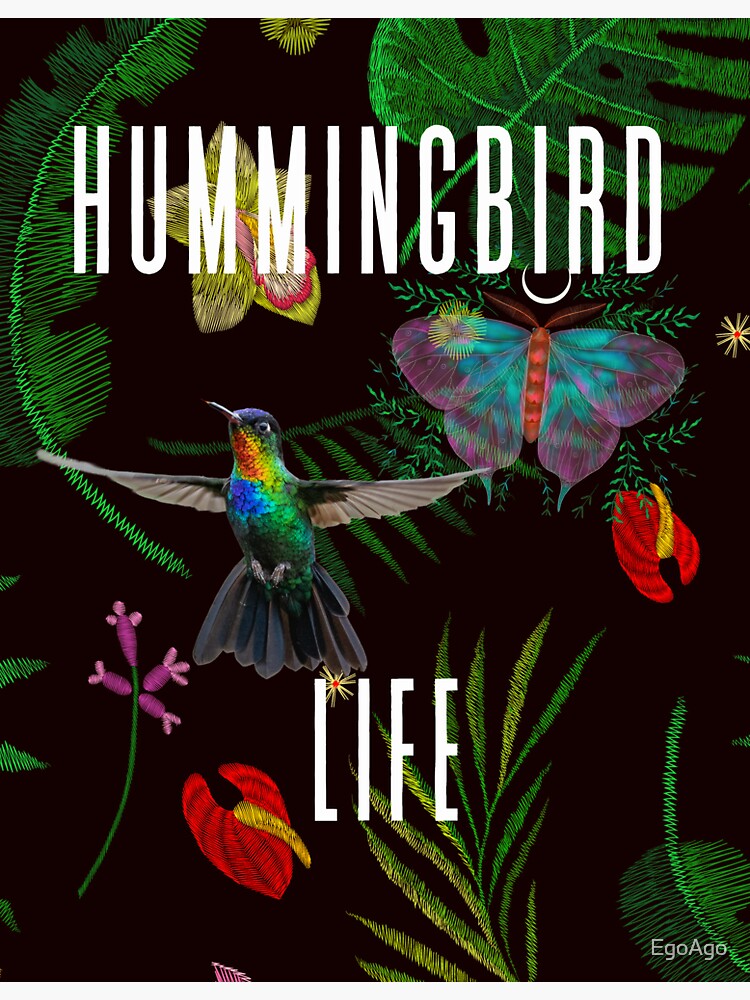 "HUMMINGBIRD LIFE - HUMMINGBIRD AND BUTTERFLY - HUMMINGBIRD LIFE ...