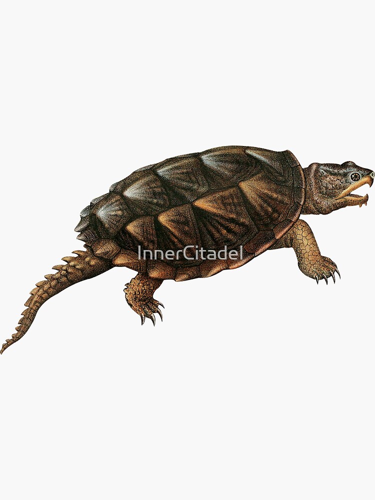 "Retro Turtle Illustration" Sticker for Sale by InnerCitadel | Redbubble