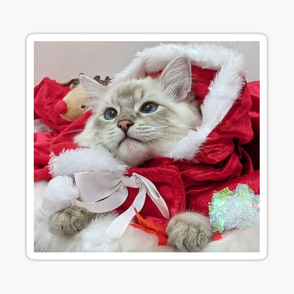 "Lynx ragdoll santa stocking Christmas kitten " Sticker for Sale by ...