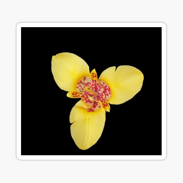 "Yellow Tigridia with dark background" Sticker for Sale by Floral-Art ...