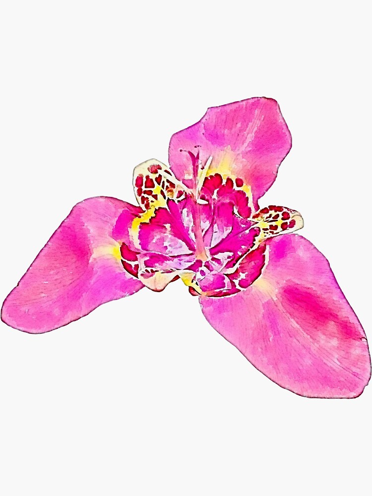 "Pink Tigridia Watercolor" Sticker for Sale by Floral-Art | Redbubble