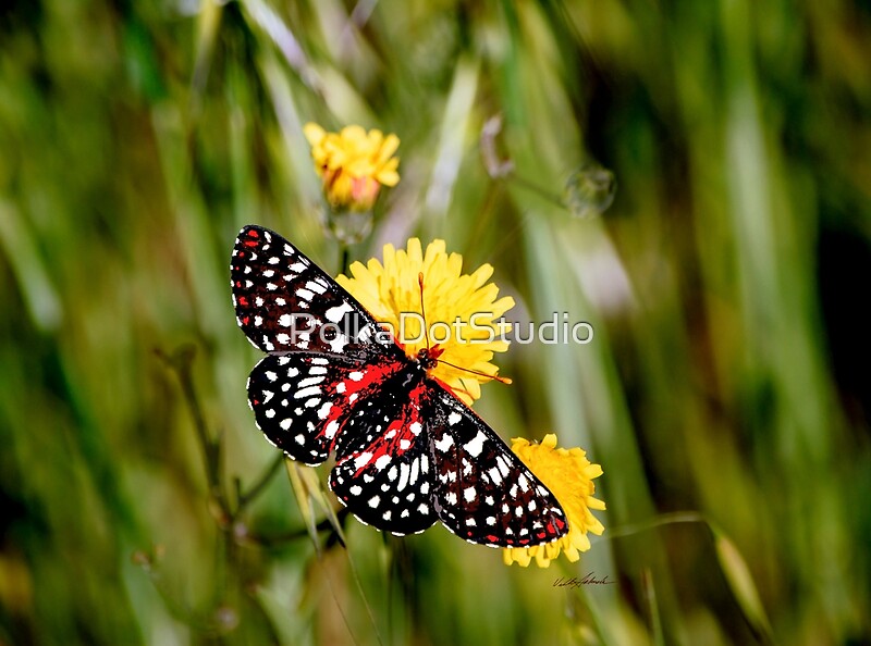 "A Red Dotted Checkerspot" by PolkaDotStudio | Redbubble