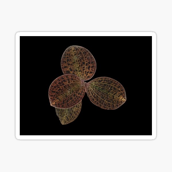 "Macodes lowii Jewel Orchid with dark background" Sticker for Sale by ...