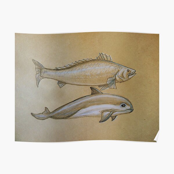 "TOTOABA AND VAQUITA" Poster by SpiderMilkshake | Redbubble