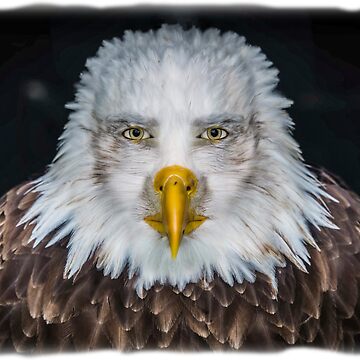 "Funny Handsome Staring Eagle" Sticker for Sale by Picsonshirts | Redbubble