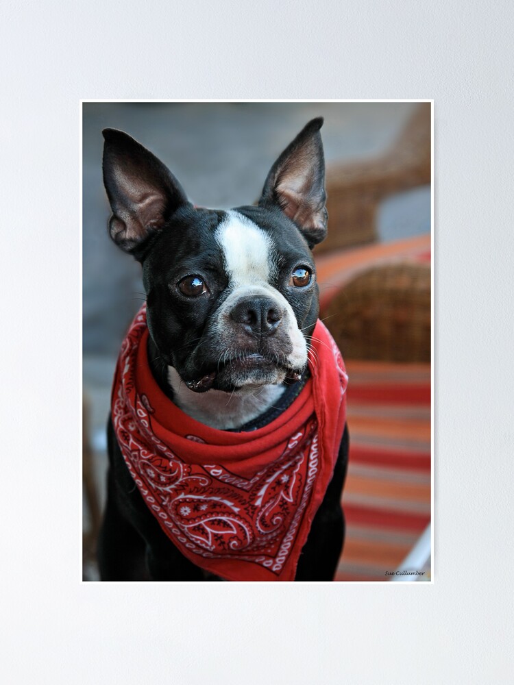 "Perro Bandito" Poster by scullumber | Redbubble