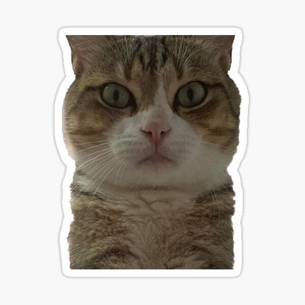 "Scary cat meme." Sticker for Sale by Jackfruitss | Redbubble