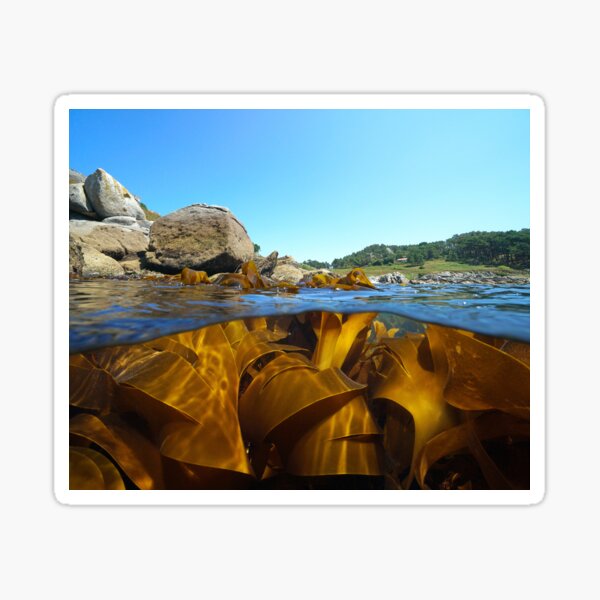 "Coastline and kelp algae in the ocean over under water" Sticker for ...