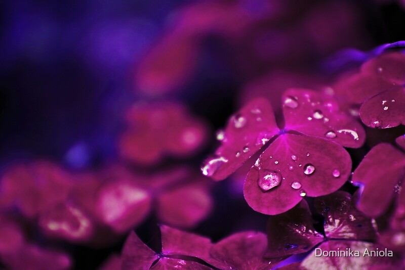 "Tiny violet things" by Dominika Aniola | Redbubble