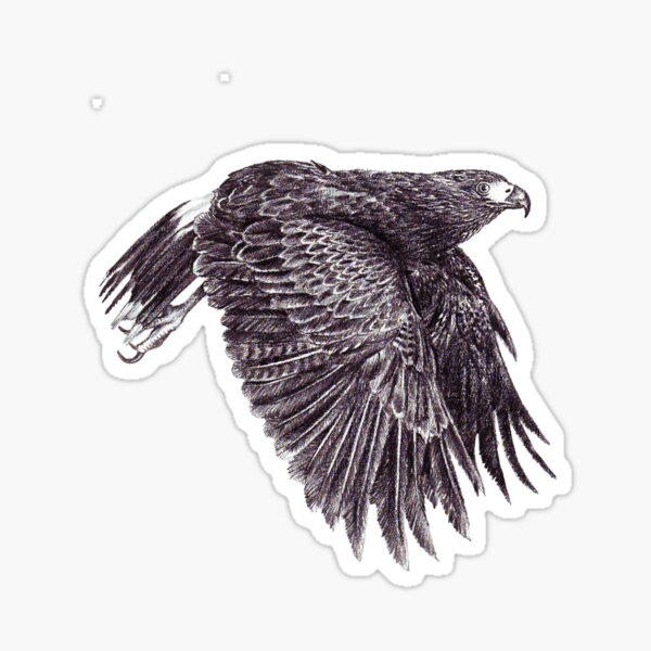 "Harris’s Hawk " Sticker for Sale by VeriArt | Redbubble