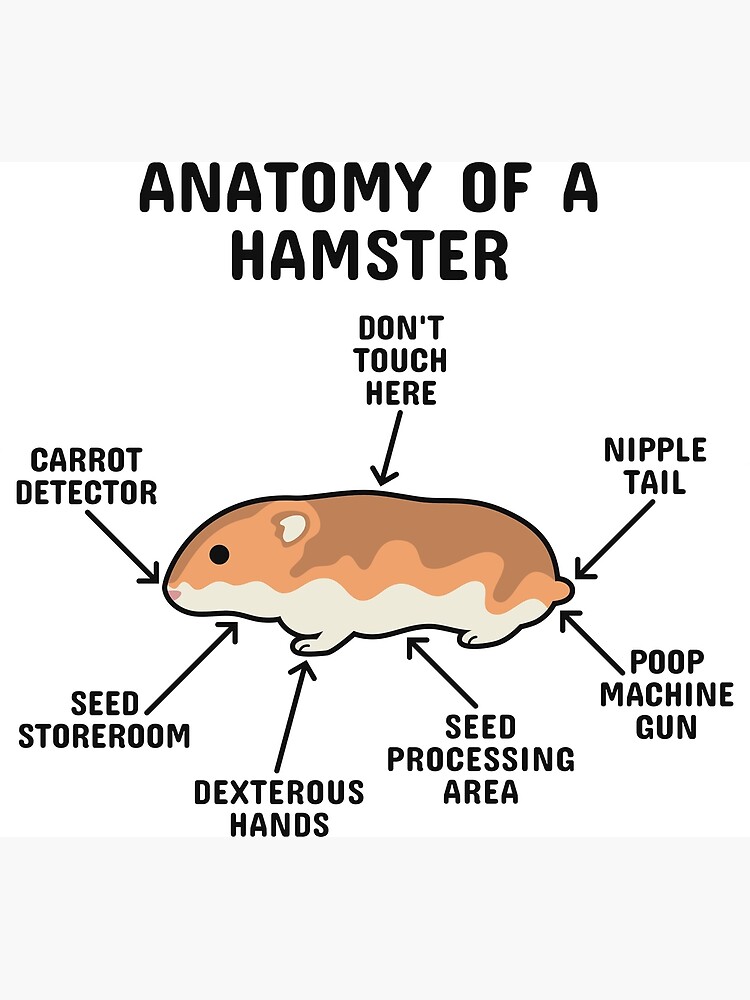 "Anatomy of a Hamster Ginger" Poster for Sale by blacklinesart | Redbubble