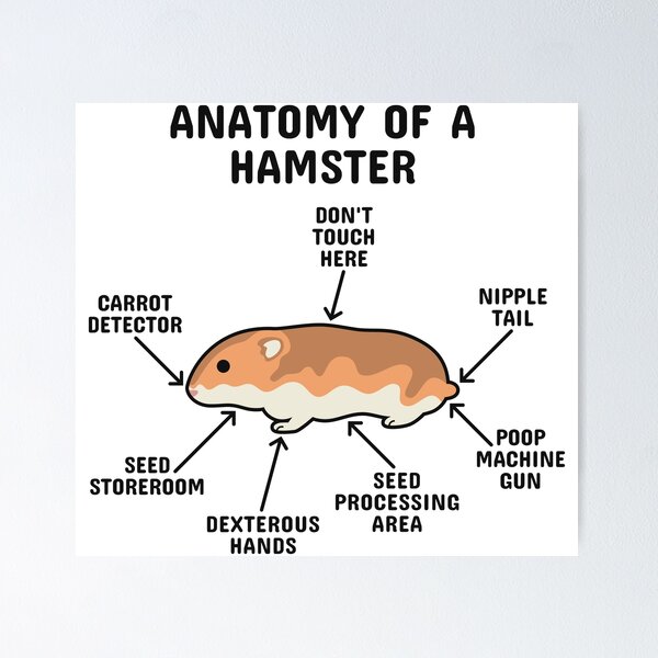 "Anatomy of a Hamster Ginger" Poster for Sale by blacklinesart | Redbubble