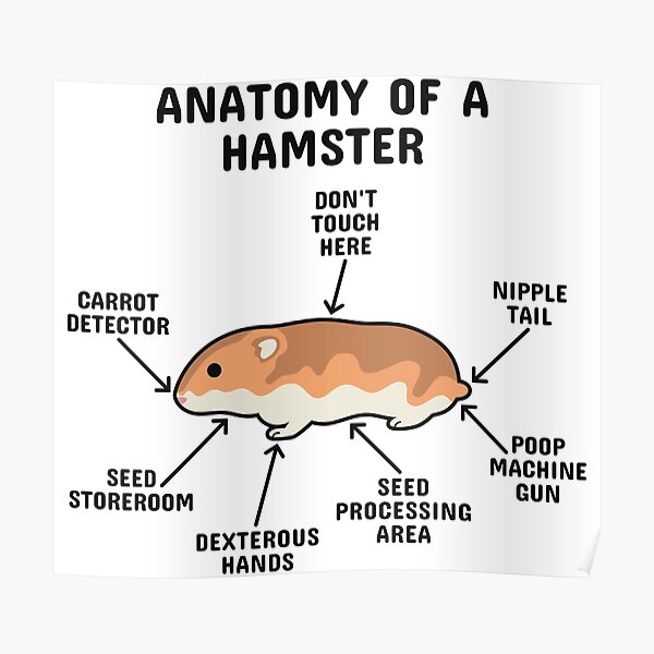 "Anatomy of a Hamster Ginger" Poster for Sale by blacklinesart | Redbubble