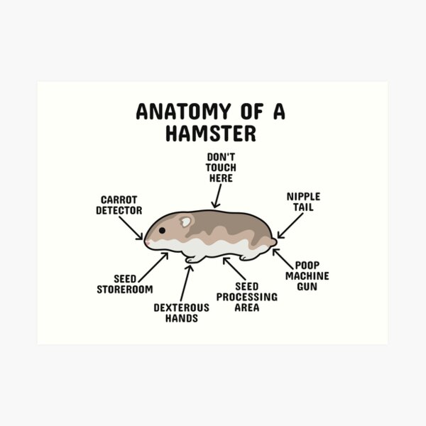 "Anatomy of a Hamster Brown" Art Print for Sale by blacklinesart ...