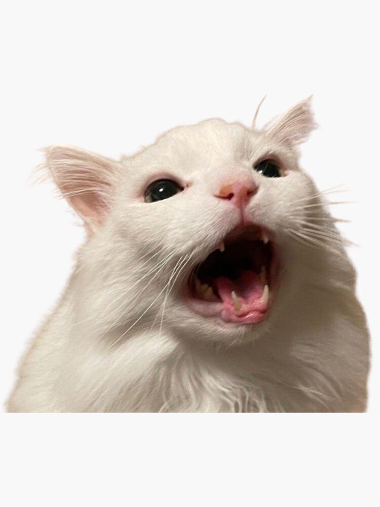 "thurston waffles, thurston waffles cat, Cats, thurston waffles scream ...