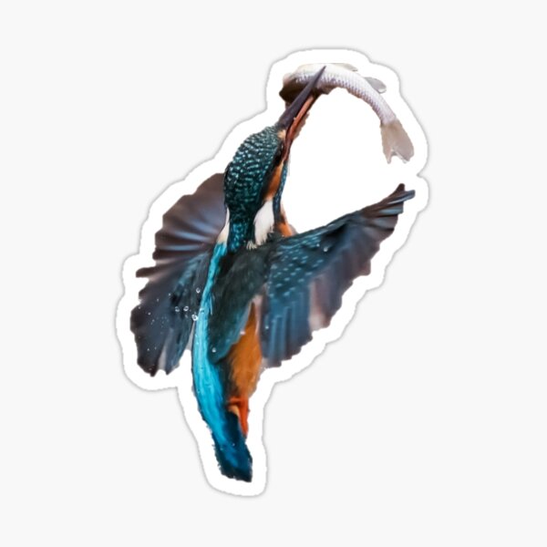 "Fishing Kingfisher" Sticker for Sale by Kawaii-Cuteness | Redbubble