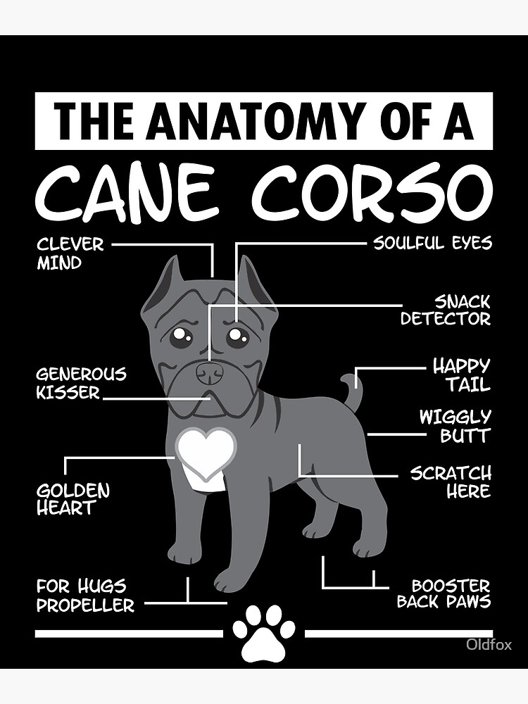 "The Anatomy of A Cane Corso" Art Print for Sale by Oldfox | Redbubble