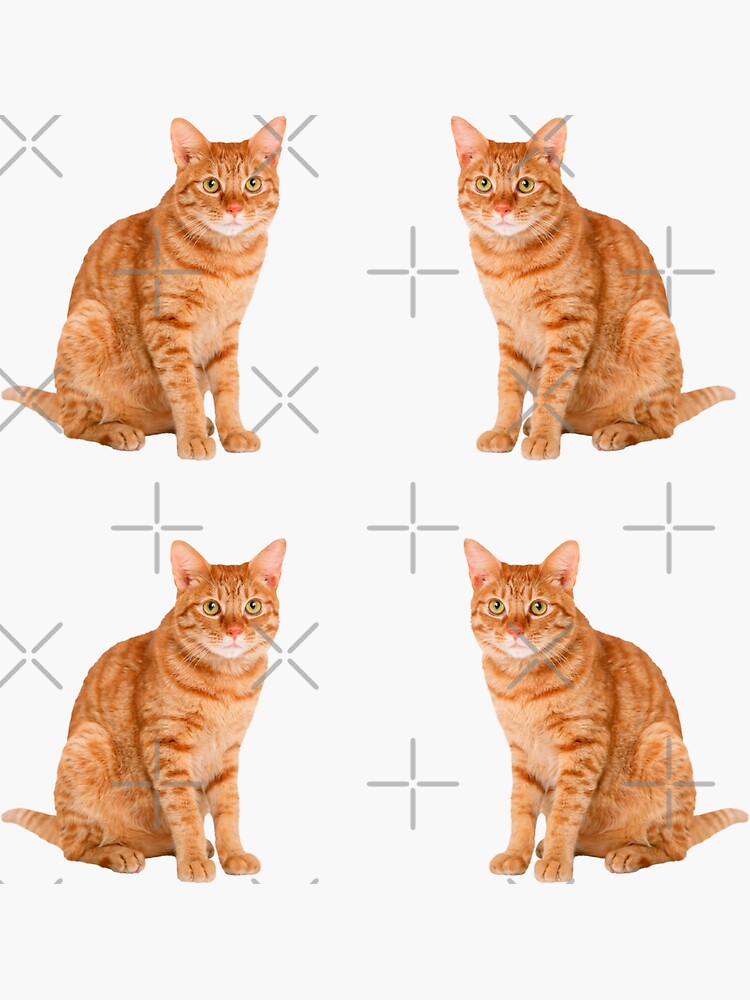 "Orange Tabby Cat Pack" Sticker for Sale by mariejosee22 | Redbubble