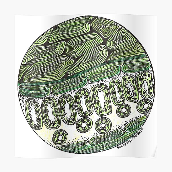 "Abstract leaf cross-section" Poster for Sale by biology-bag | Redbubble