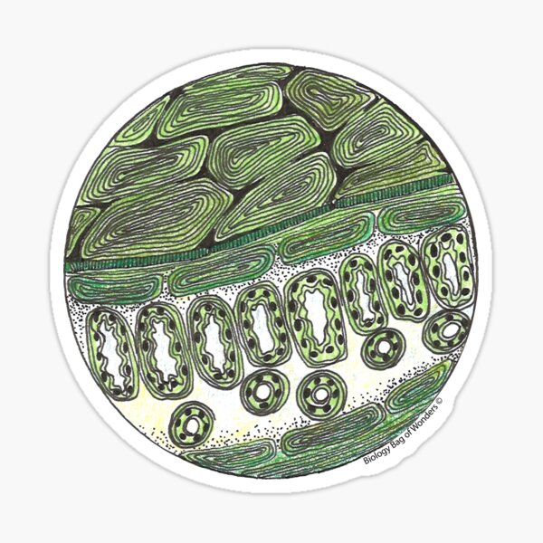 "Abstract leaf cross-section" Sticker for Sale by biology-bag | Redbubble