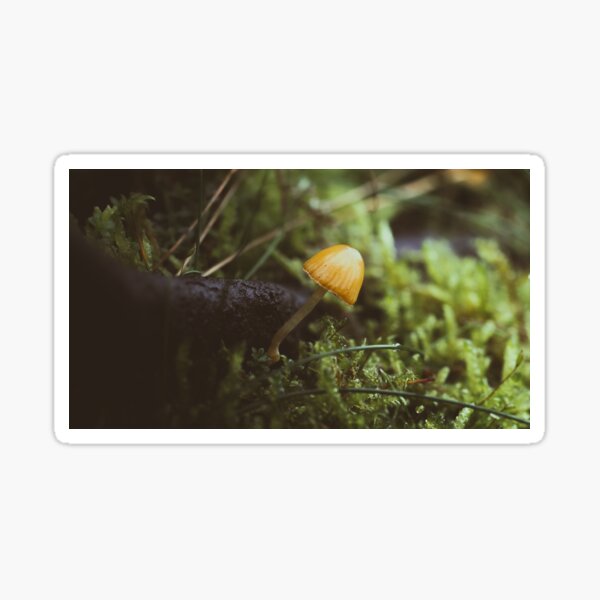 "Orange Delight" Sticker for Sale by Karrakunga | Redbubble