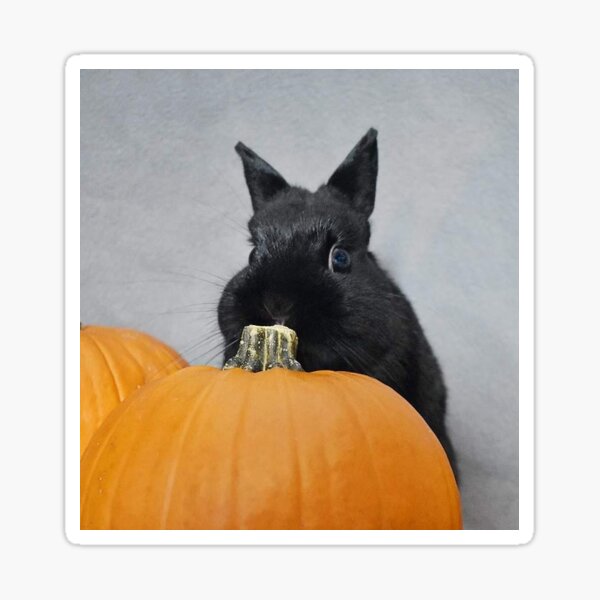 "Pumpkin Mog!" Sticker for Sale by AderynValentine | Redbubble