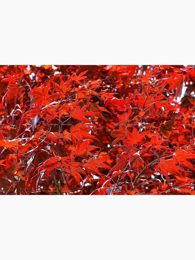 "Japanese Maple Tree" Poster for Sale by walkswithnature | Redbubble