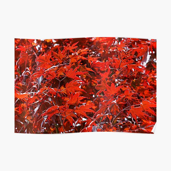 "Japanese Maple Tree" Poster for Sale by walkswithnature | Redbubble